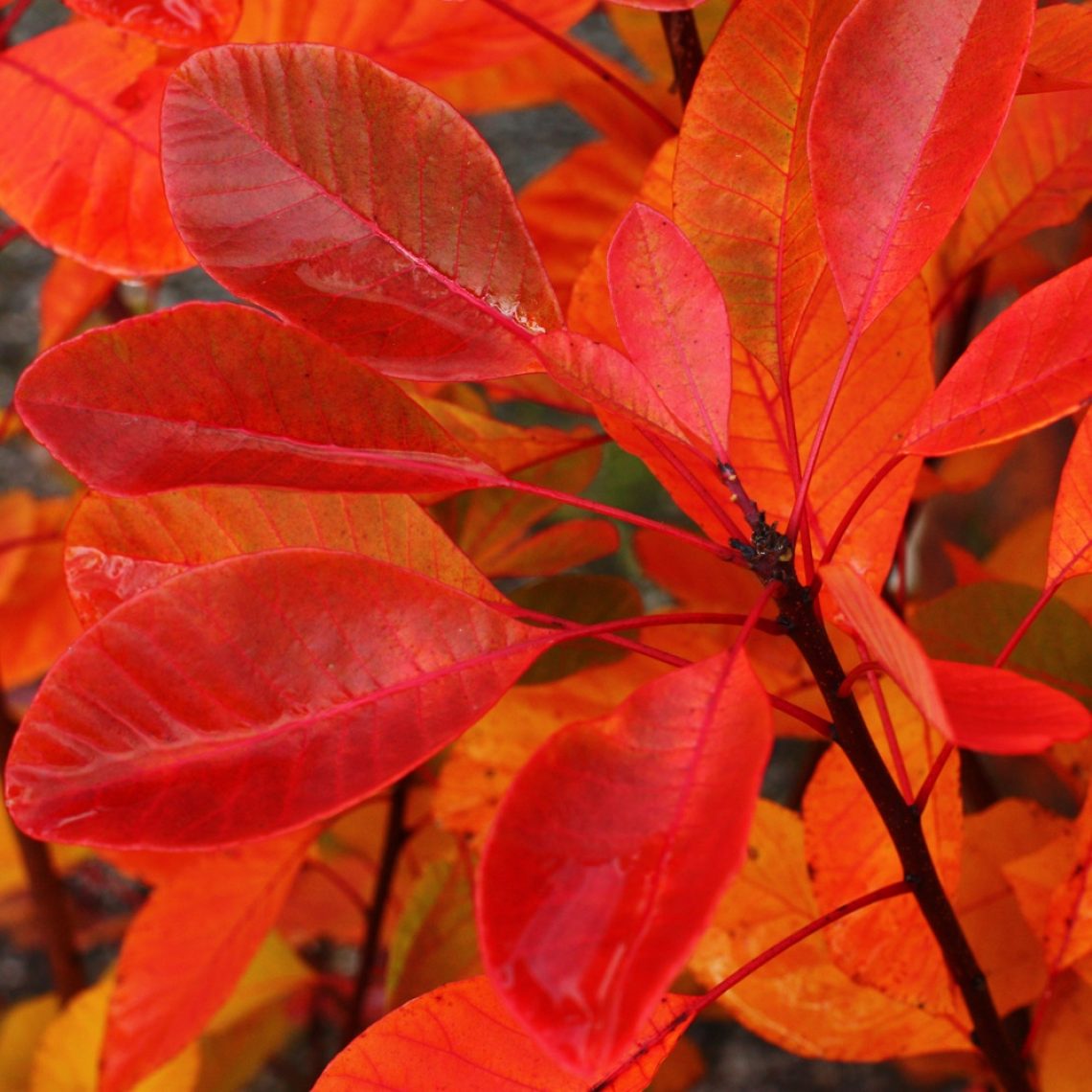 Cotinus Flame