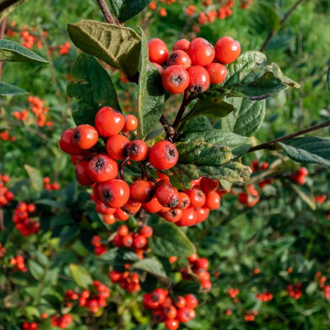 Cotoneaster franchetii