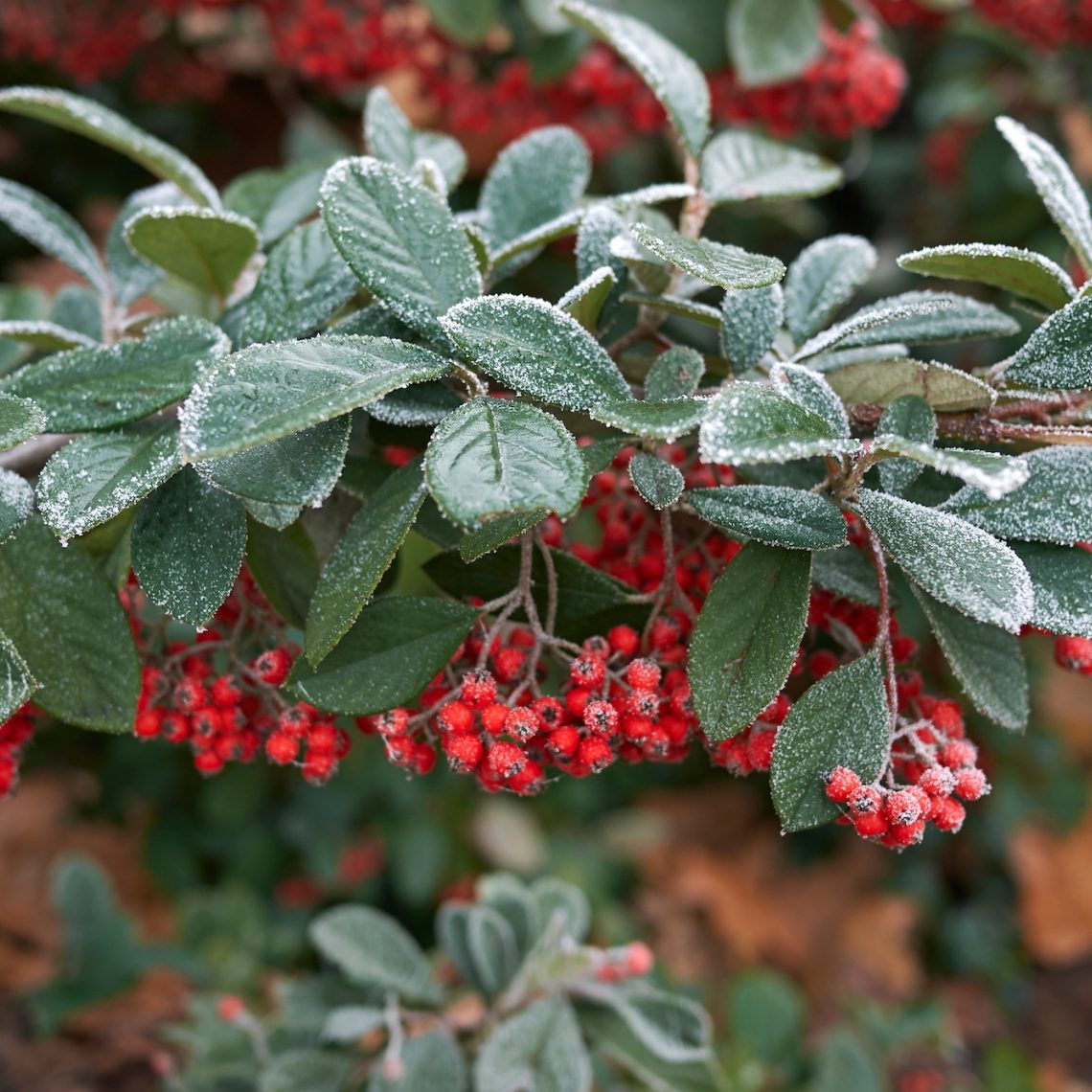 Cotoneaster lacteus