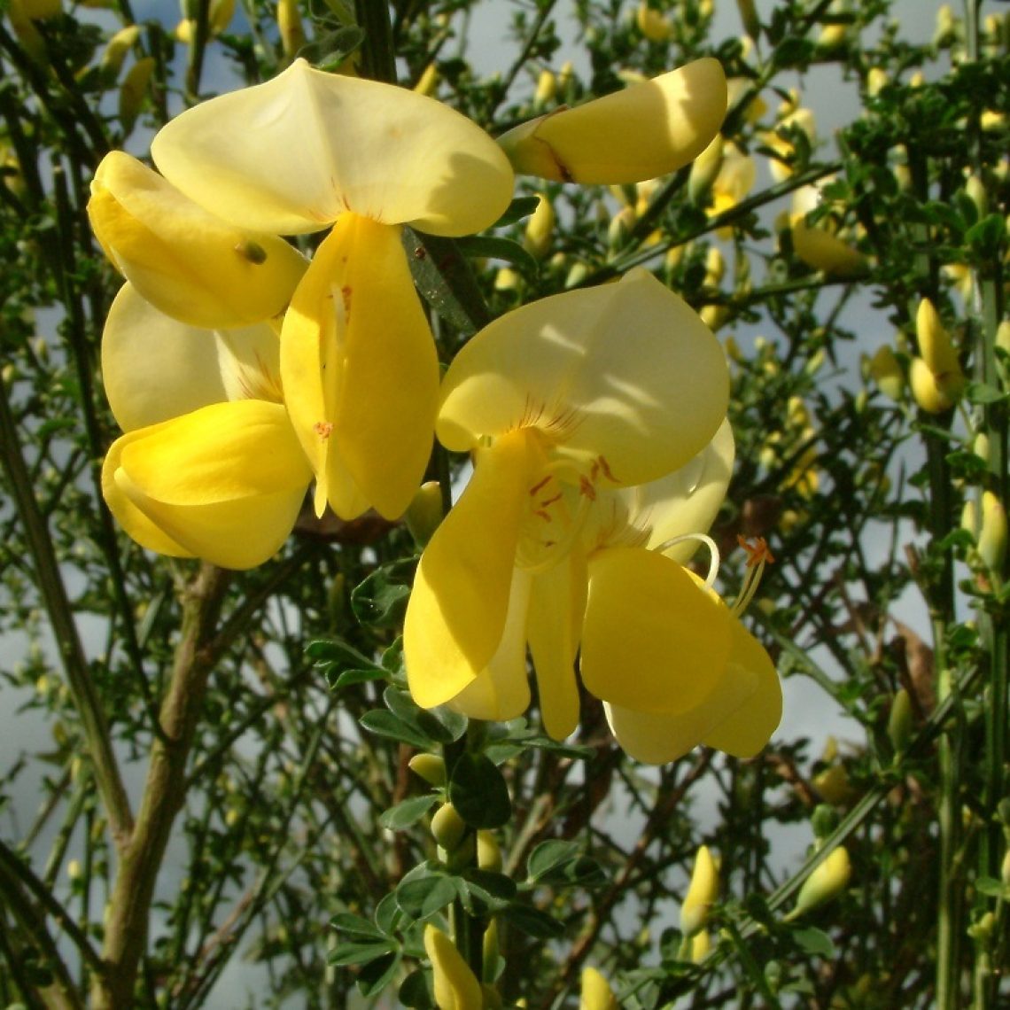 Cytisus scoparius Luna