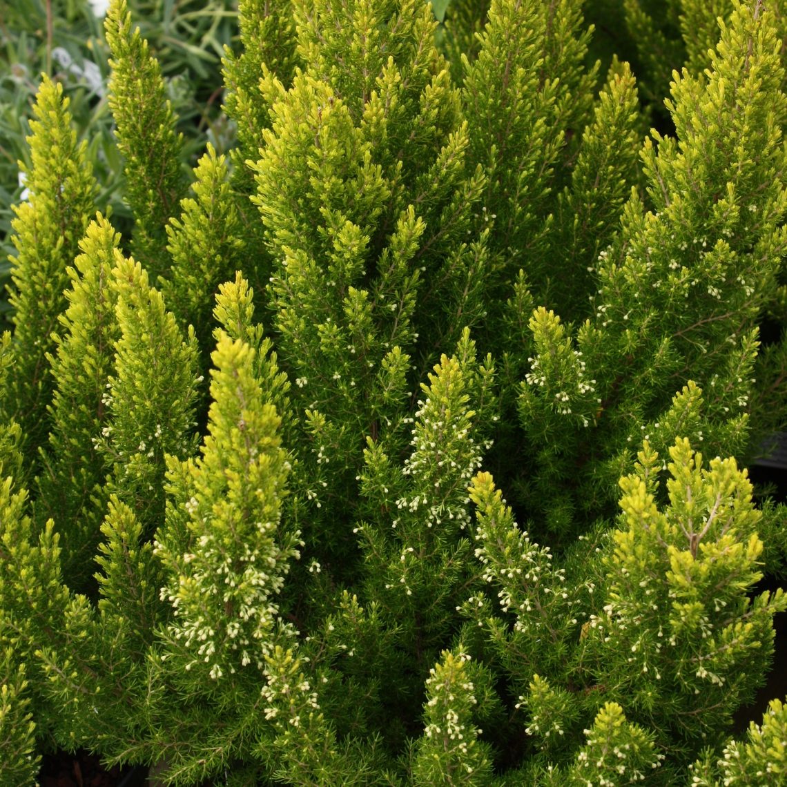 Erica arborea Estrella Gold AGM