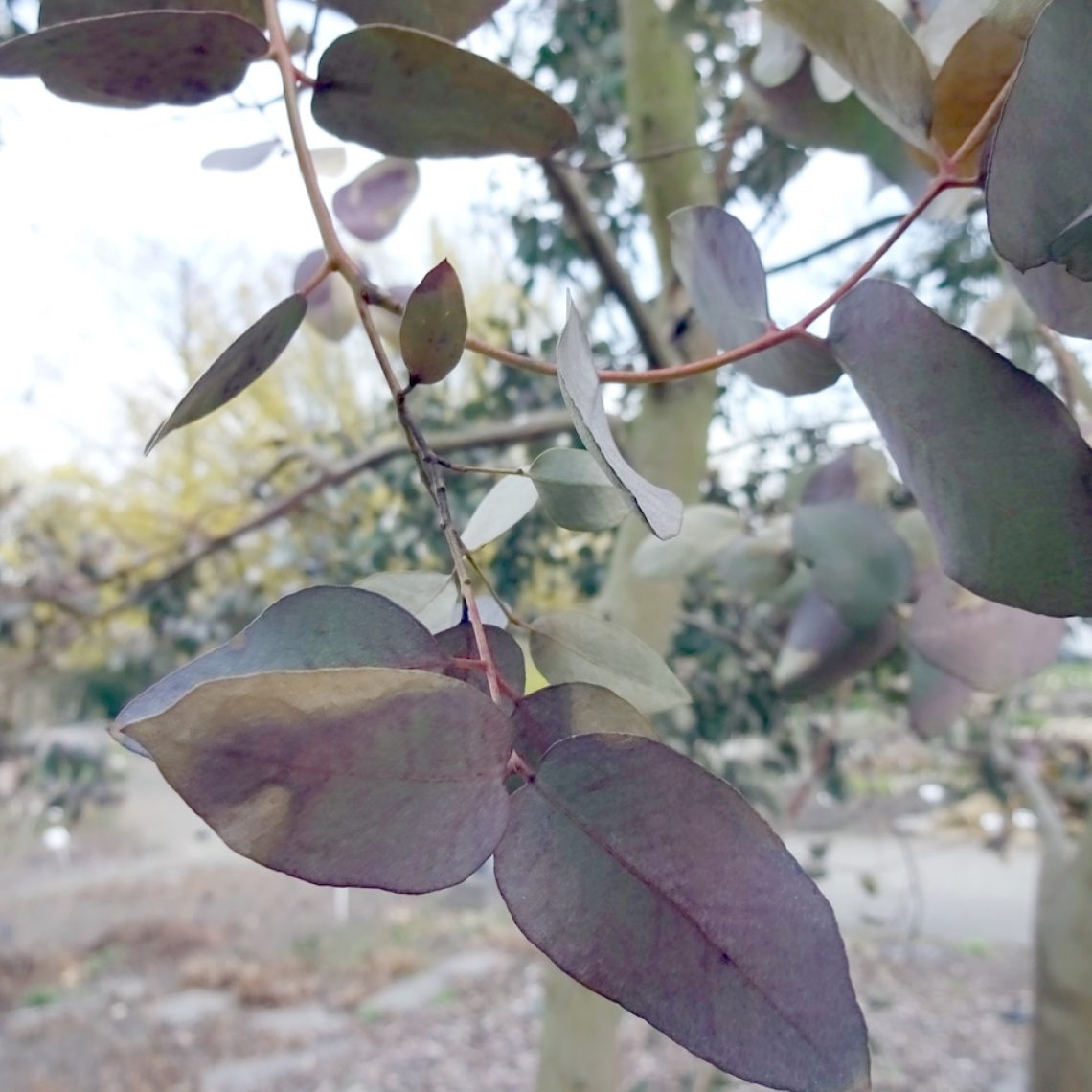 Eucalyptus nicholsii