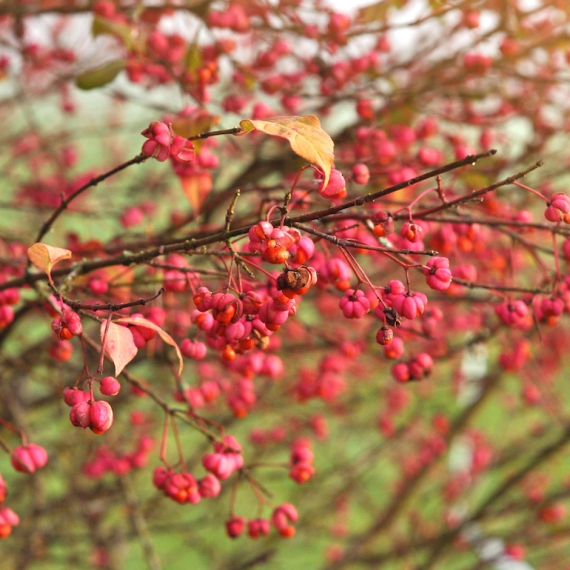 Euonymus Red Cascade