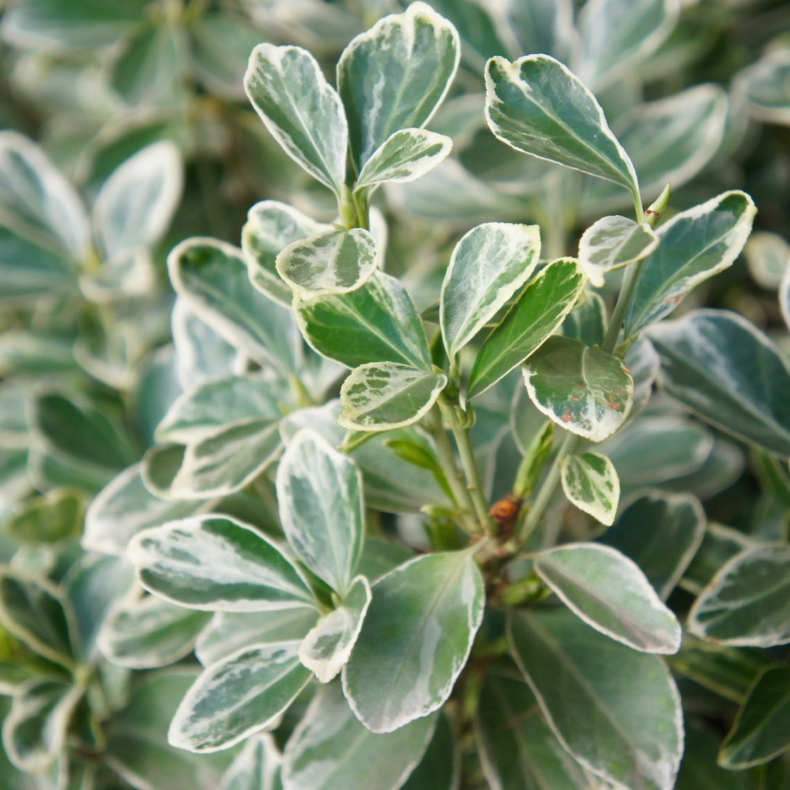 Euonymus Silver Queen