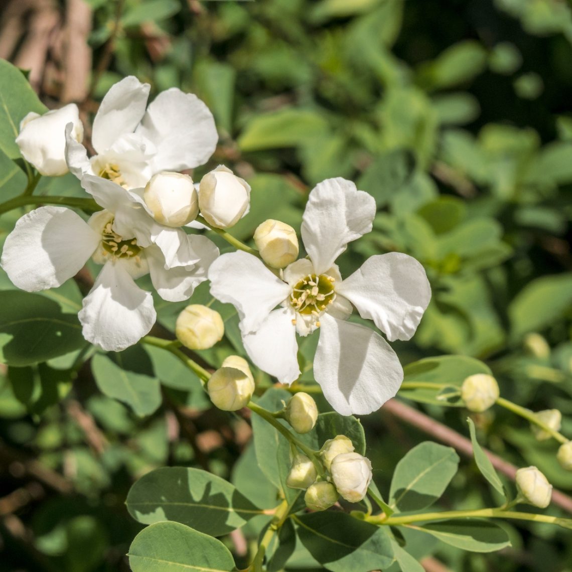 Exochorda The Bride