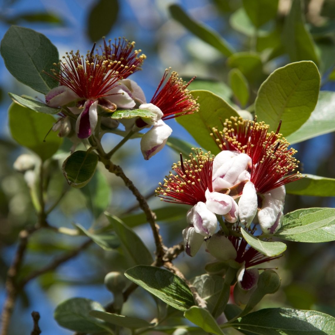 Feijoa sellowiana