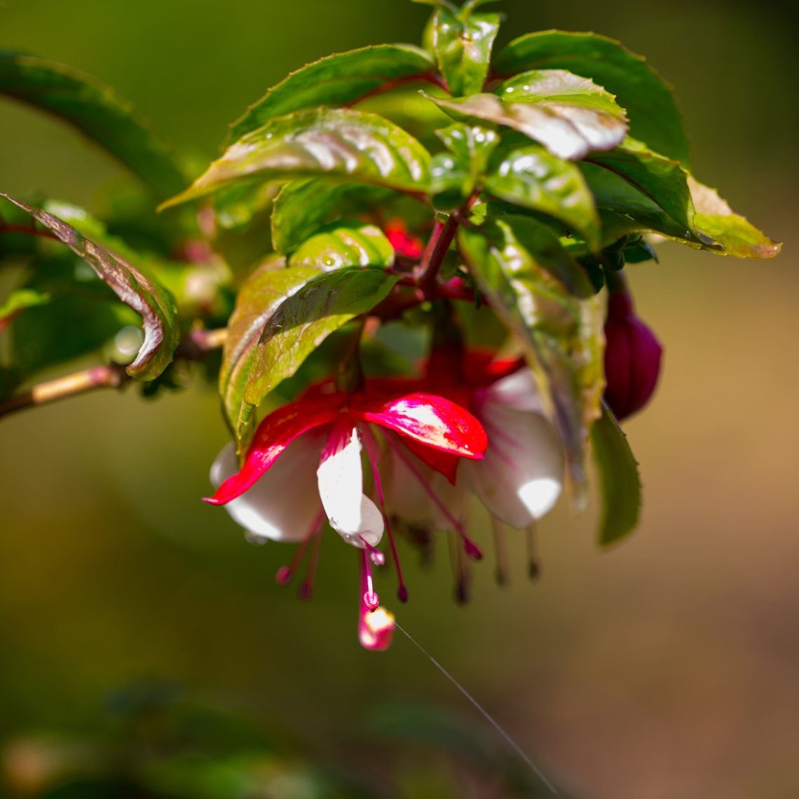 Fuchsia Madame Cornelissen AGM