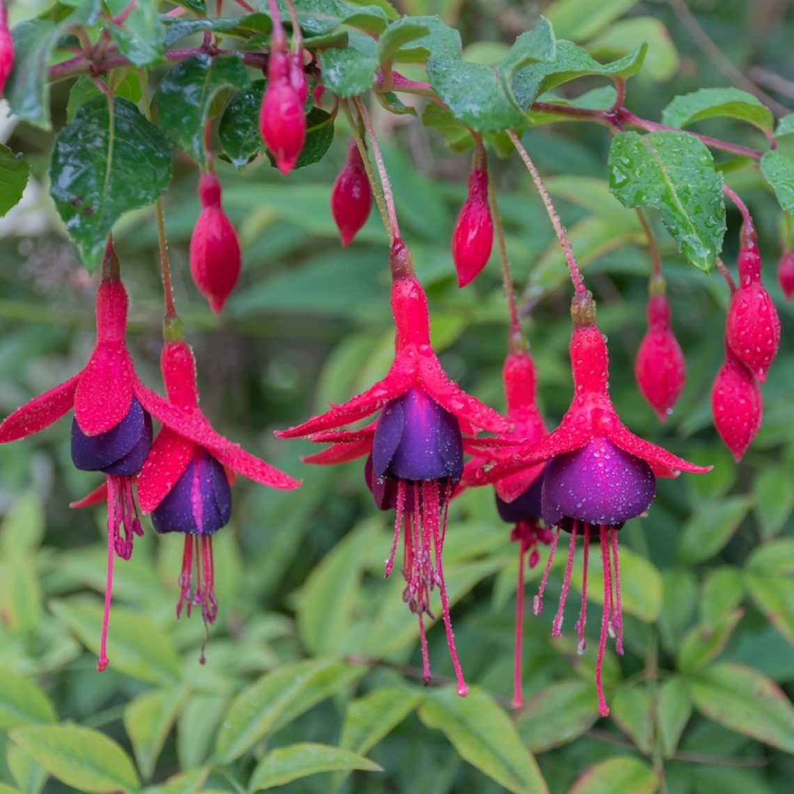 Fuchsia Tom Thumb