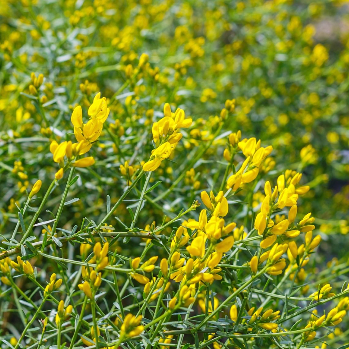 Genista lydia