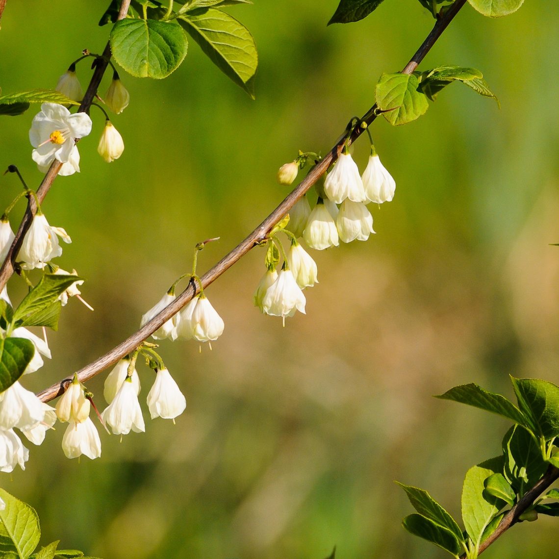 Halesia carolina