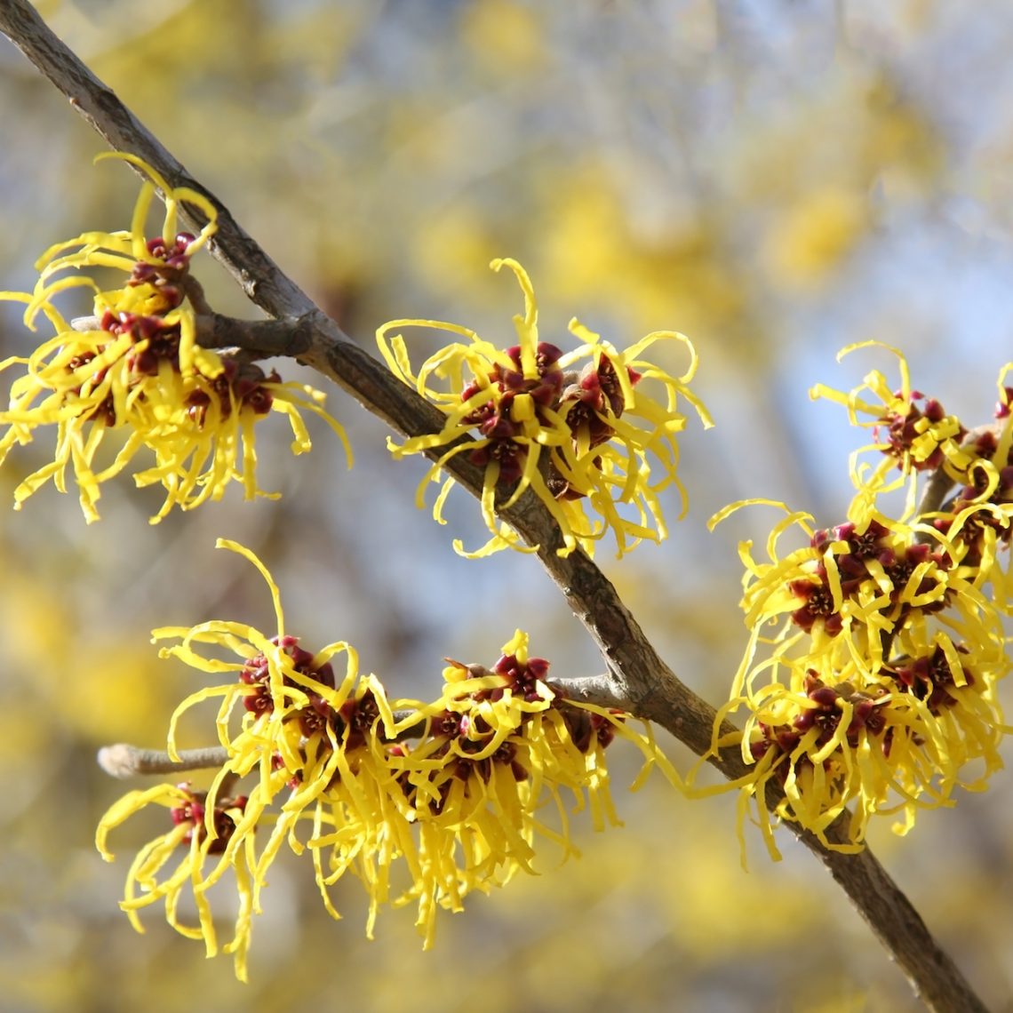 Hamamelis mollis