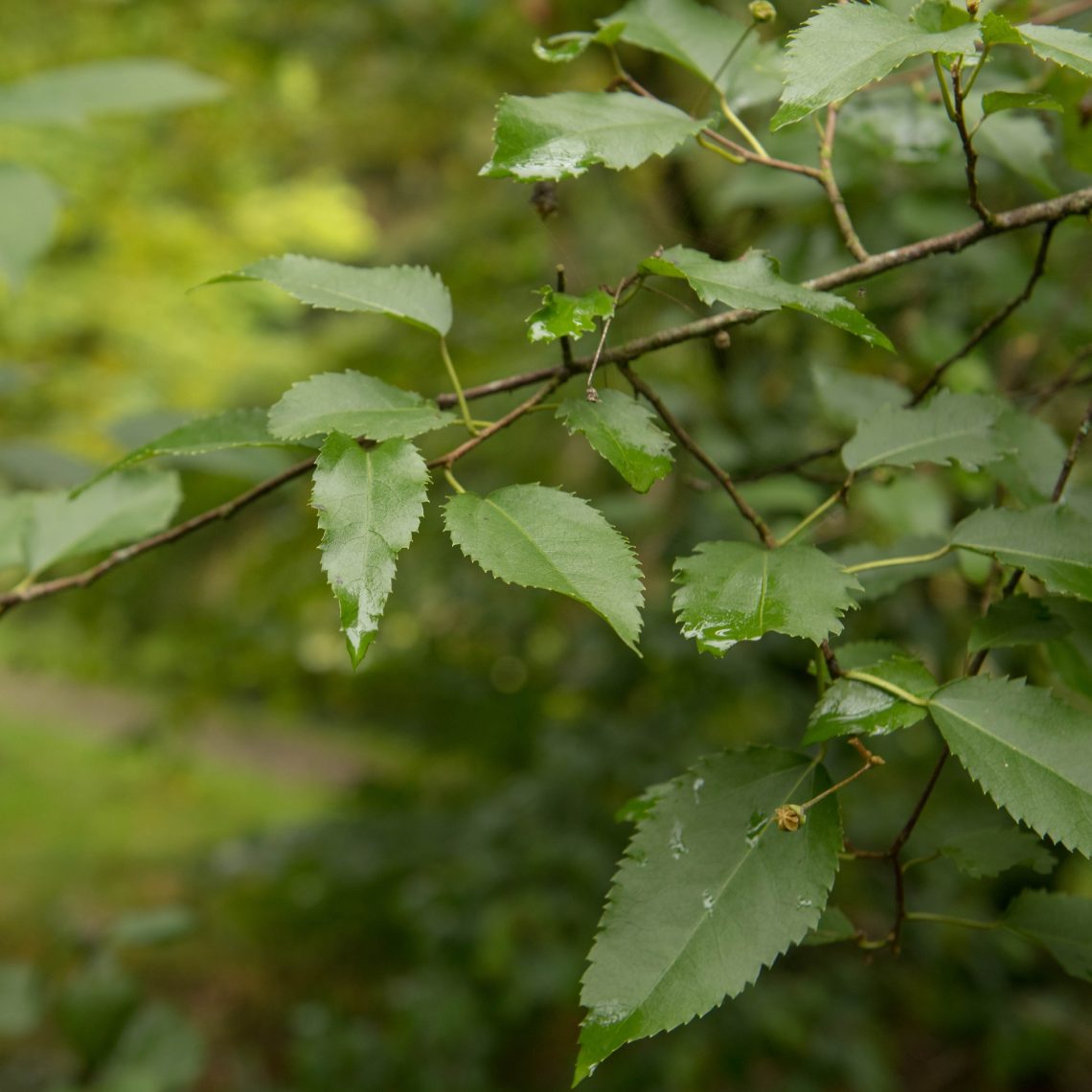 Hoheria Glory of Amlwch