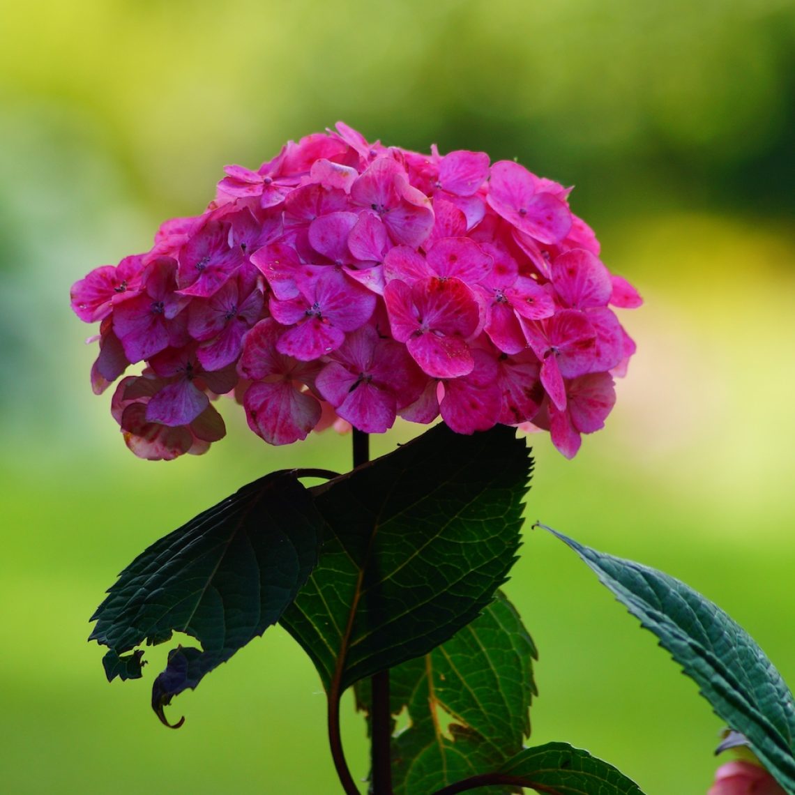 Hydrangea King George