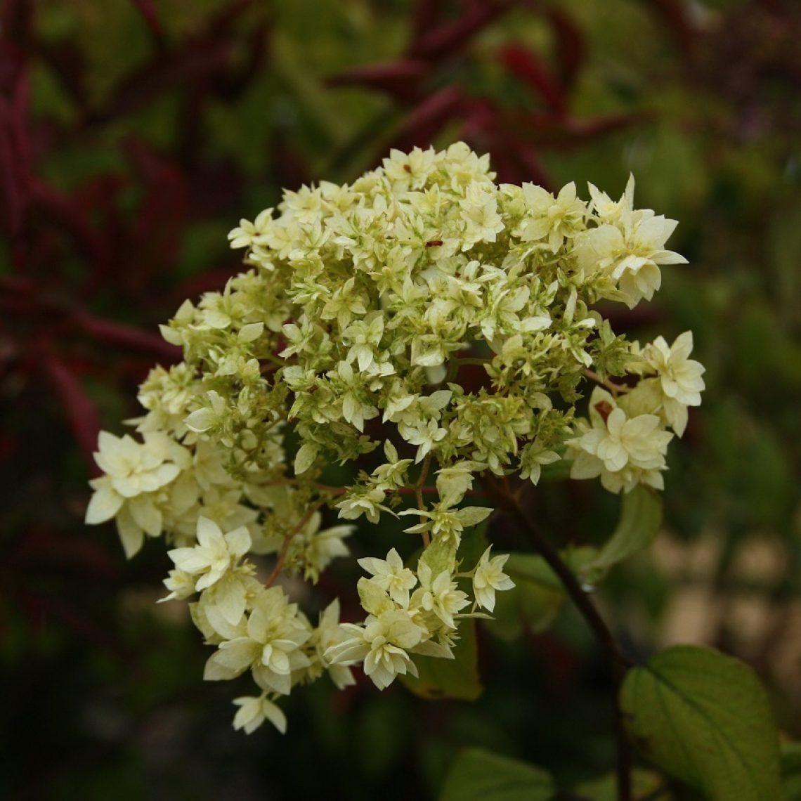 Hydrangea arborescens Hayes Starburst