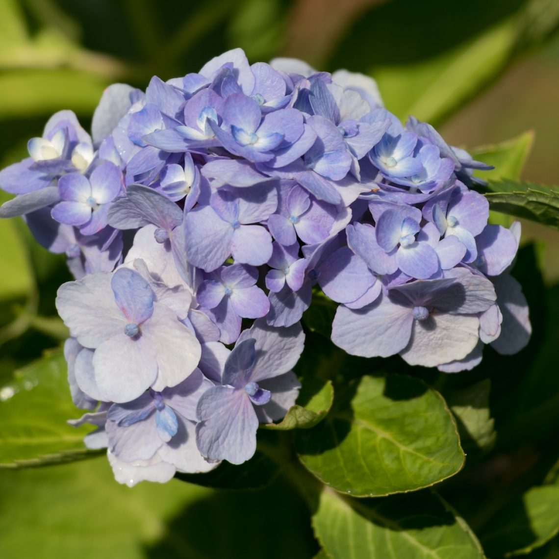 Hydrangea macrophylla Bodensee
