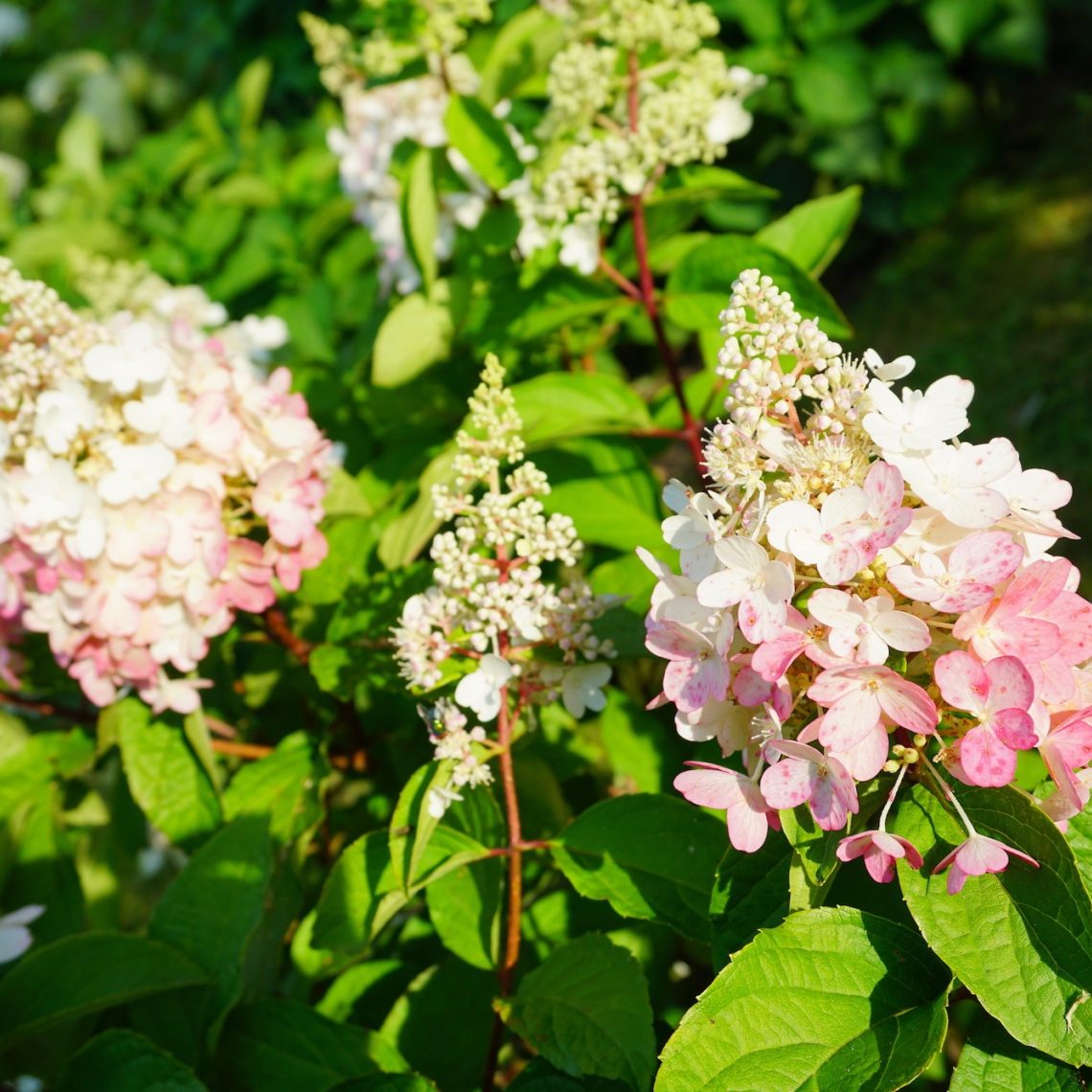 Hydrangea pan. Pinky Winky