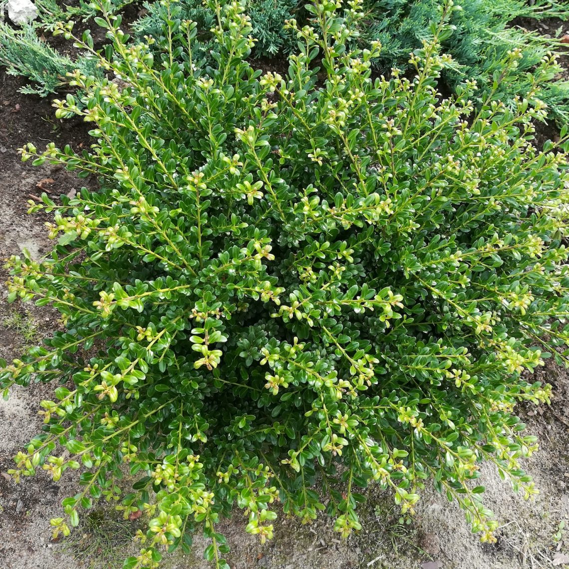 Ilex crenata Kinme Bonsai