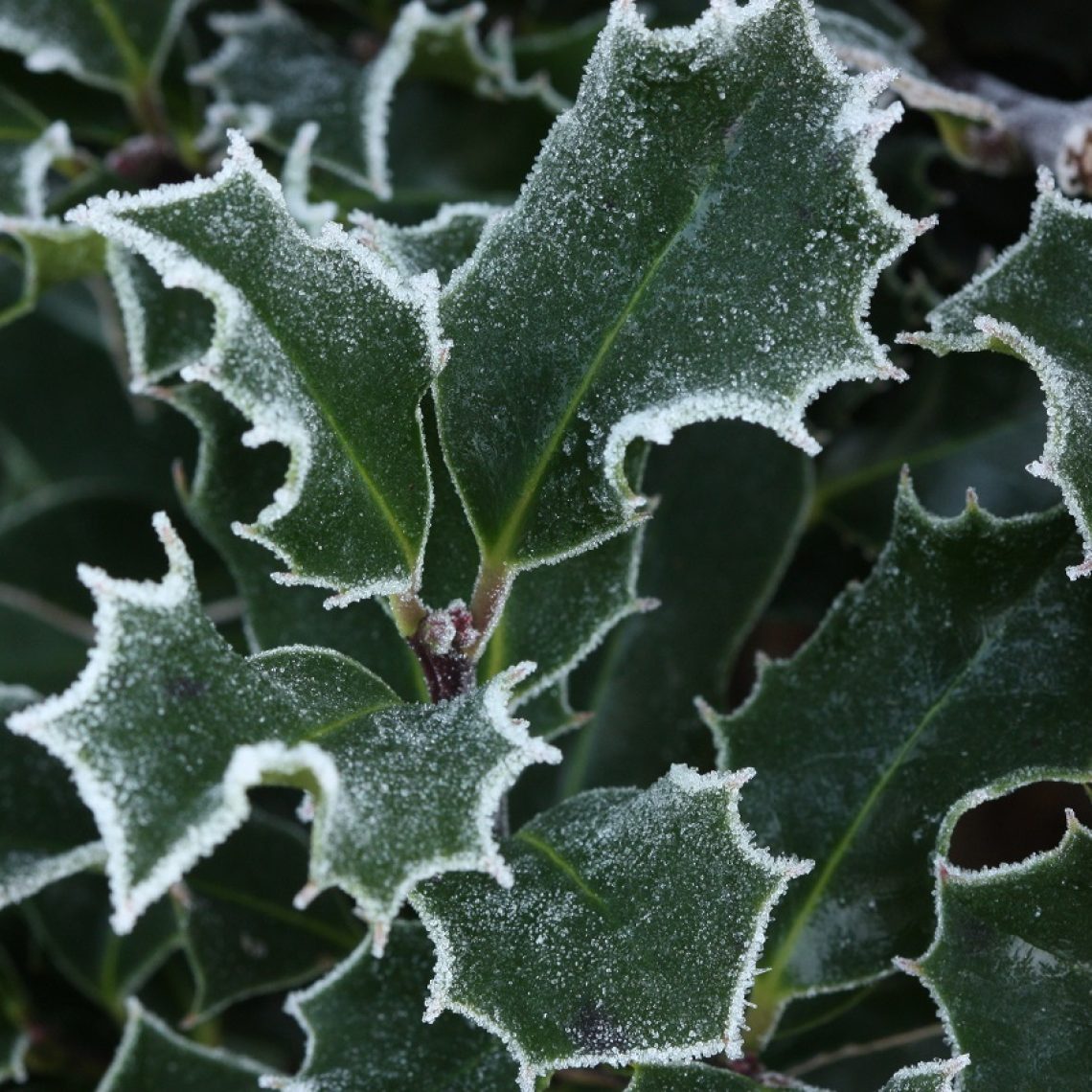Ilex x meservae Blue Angel