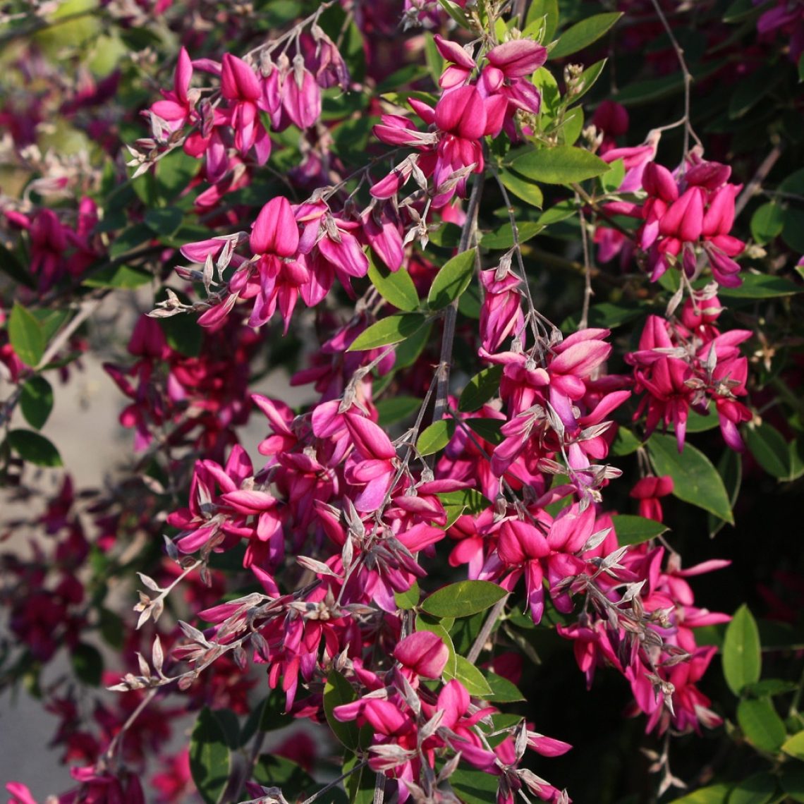 Lespedeza thunbergii