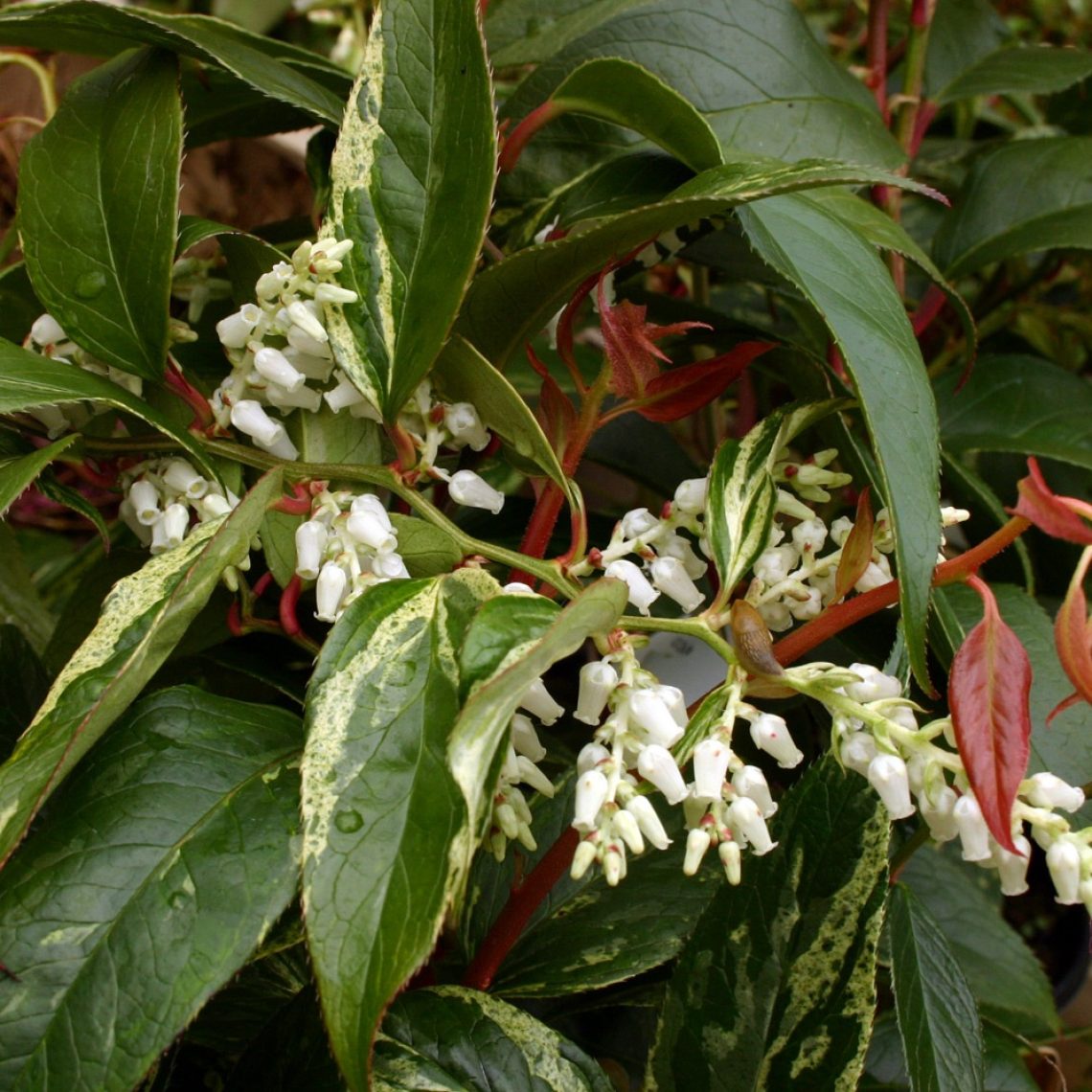 Leucothoe Rainbow