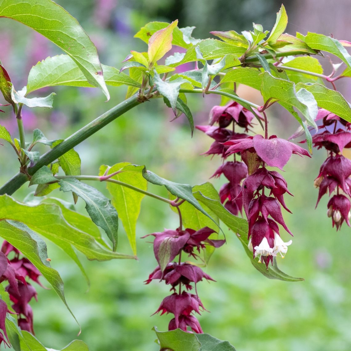 Leycesteria formosa AGM