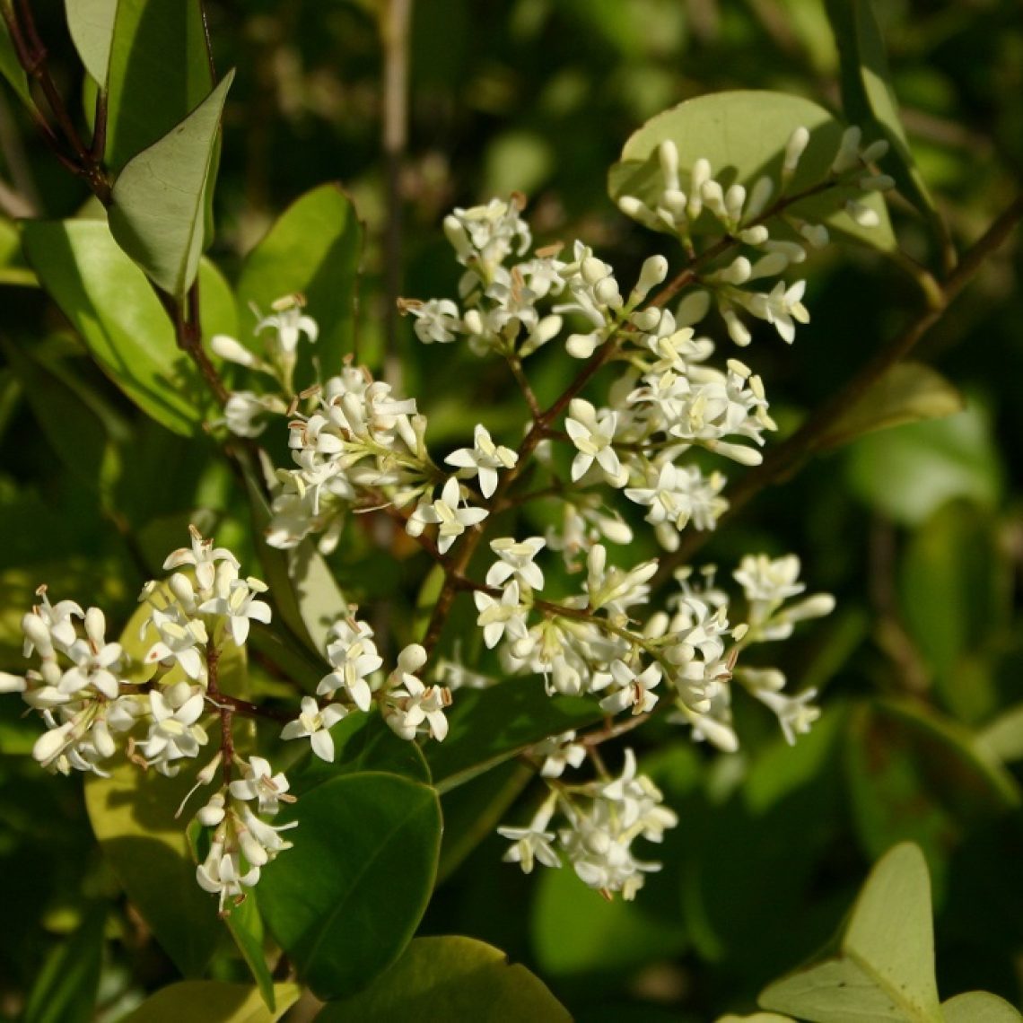 Ligustrum lucidum