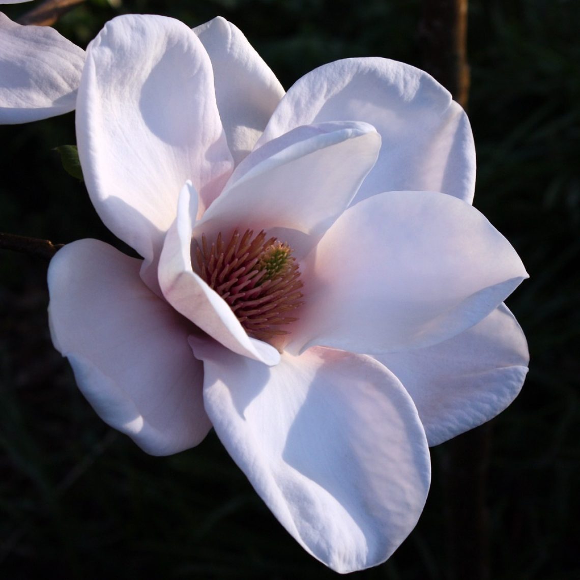 Magnolia Sweetheart AGM