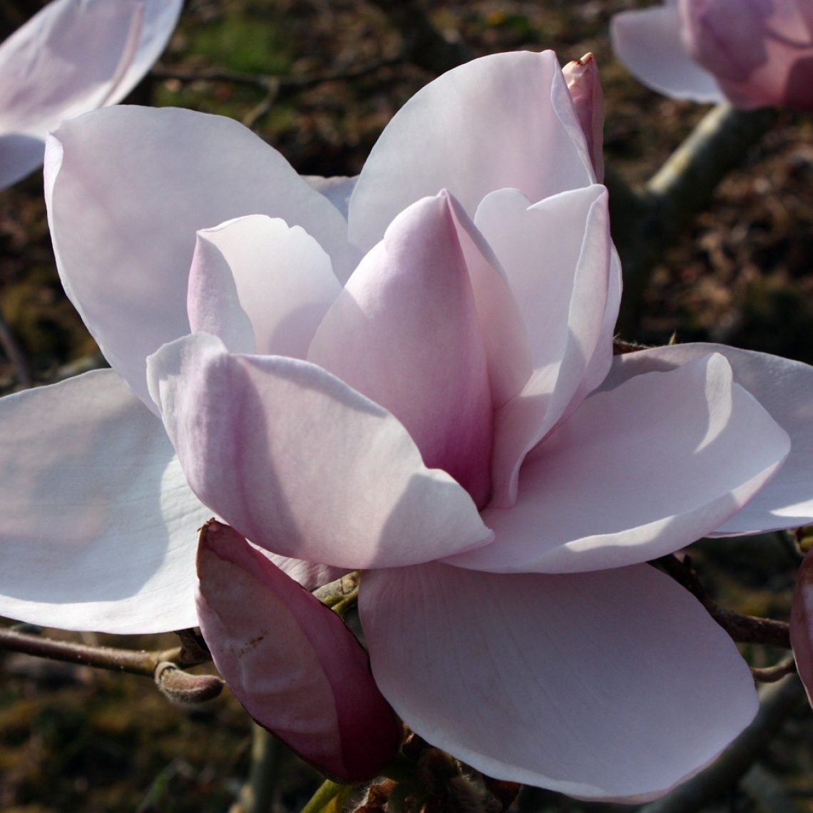 Magnolia Genie