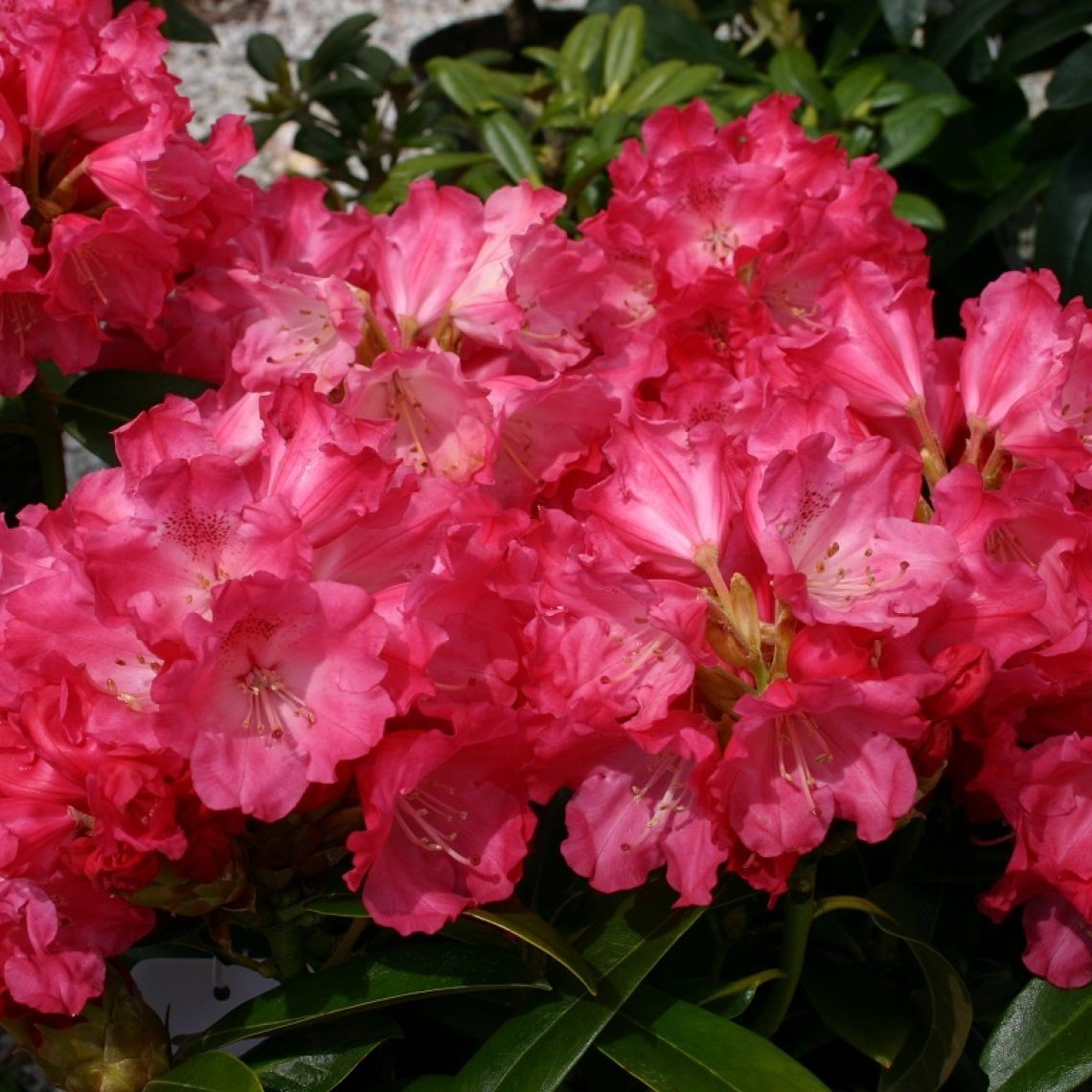 Rhodo. yak. Morning Cloud