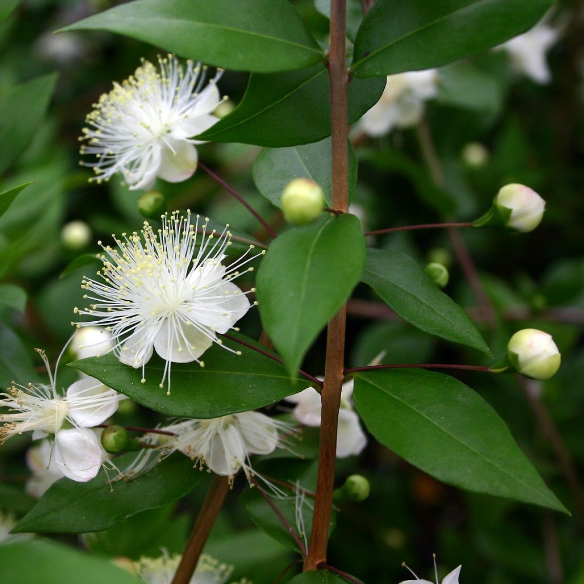 Myrtus communis