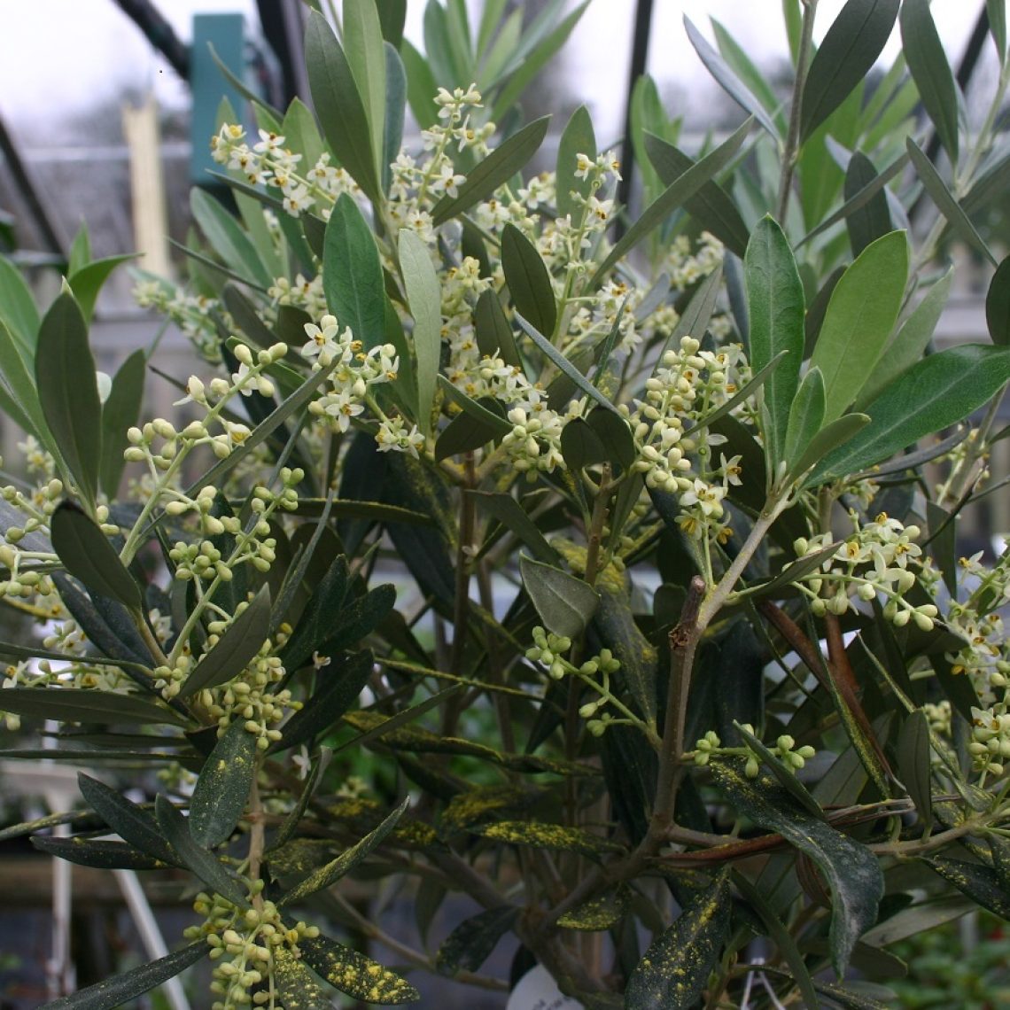 Olea europea