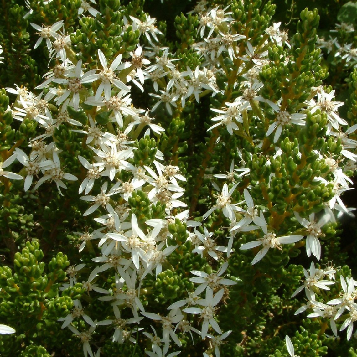 Olearia nummularifolia