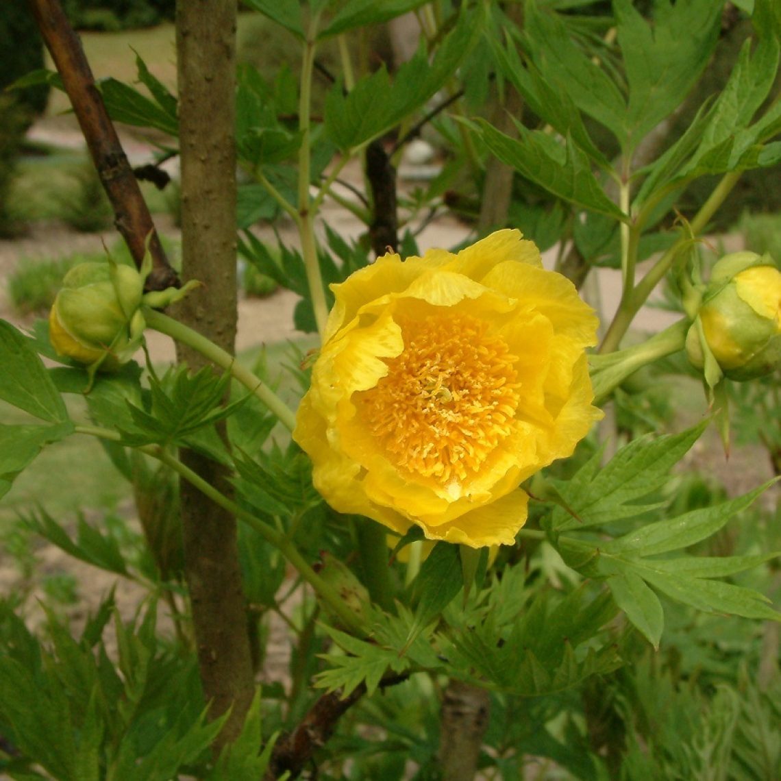 Paeonia lutea ludlowii AGM