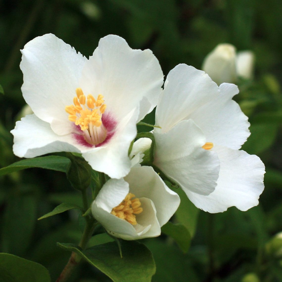 Philadelphus Beauclerk