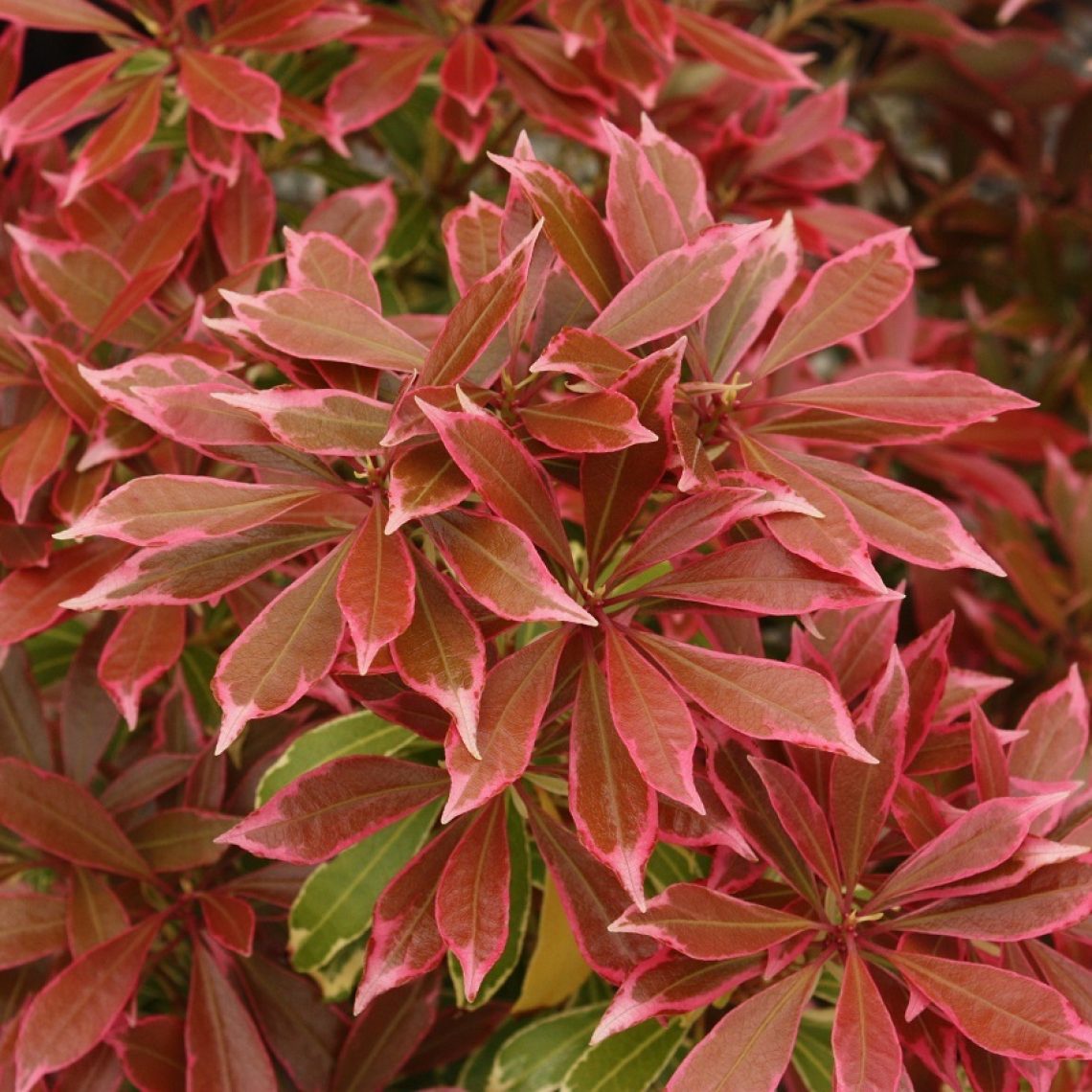 Pieris japonica Carnival