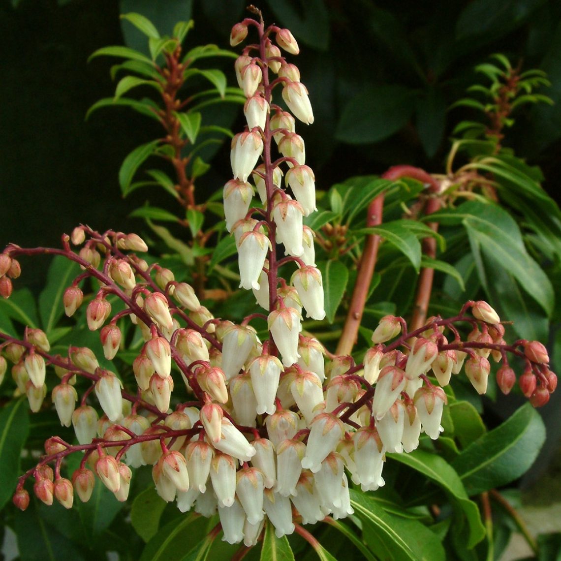 Pieris jap. Mountain Fire