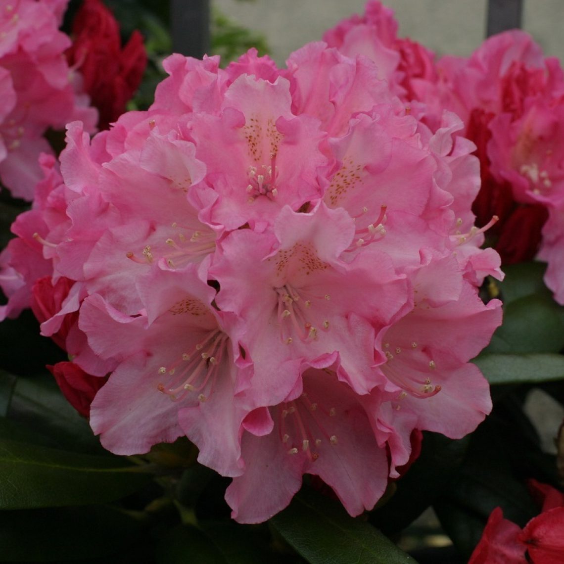 Rhodo. yak. Kalinka
