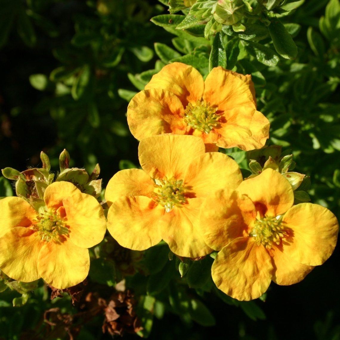 Potentilla Mango Tango