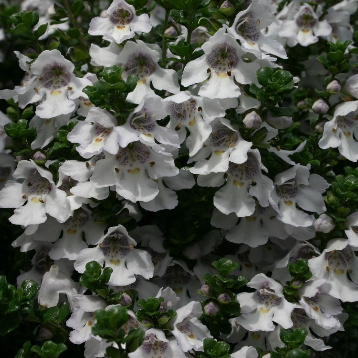 Prostanthera cuneata