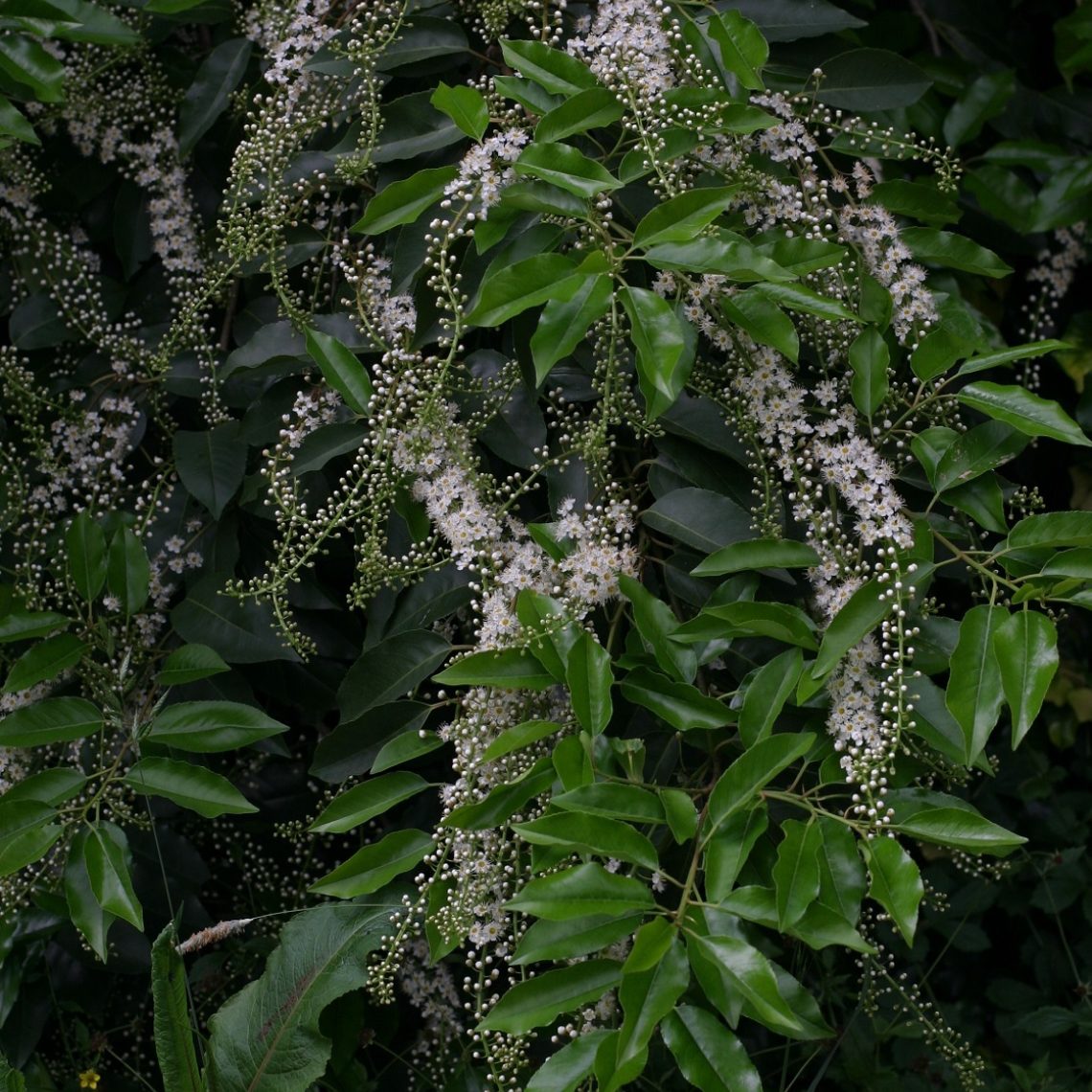 Prunus lusitanica