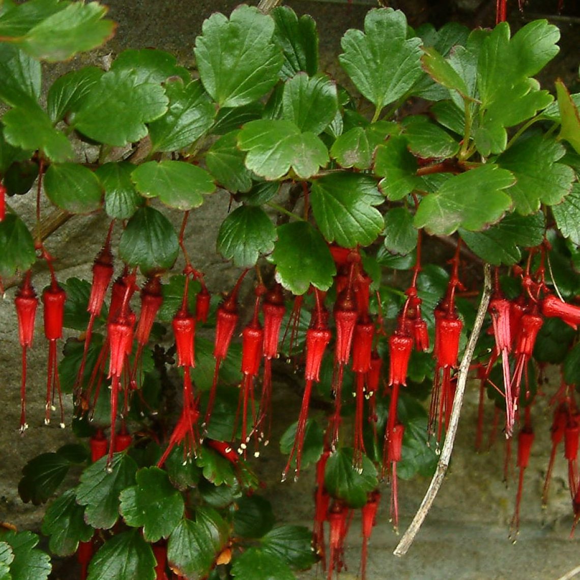 Ribes speciosum AGM