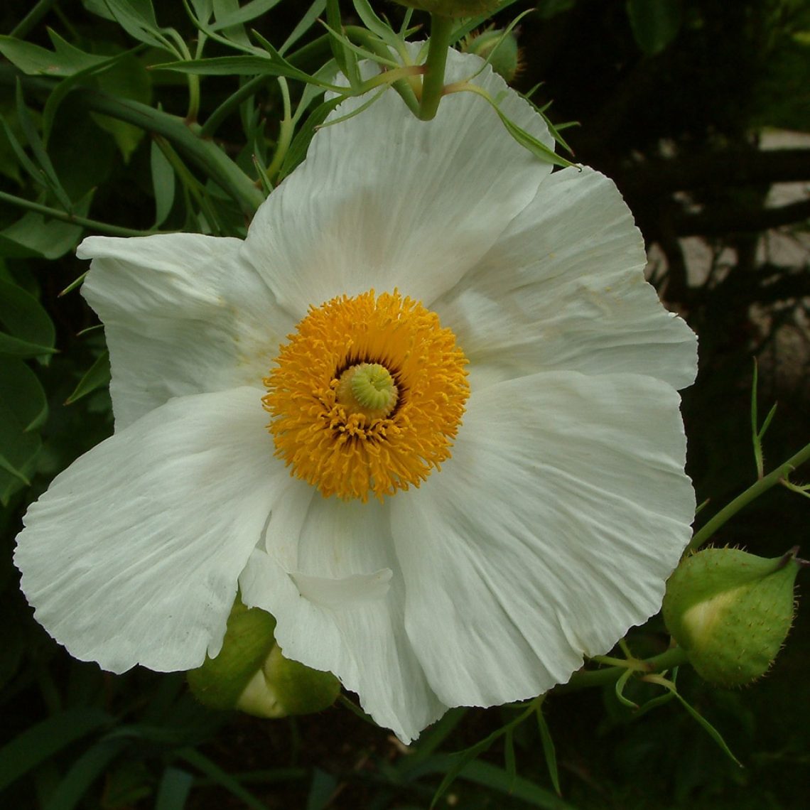 Romneya coulteri