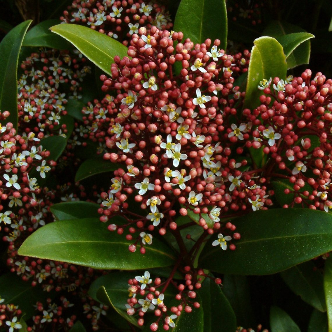 Skimmia Rubella AGM