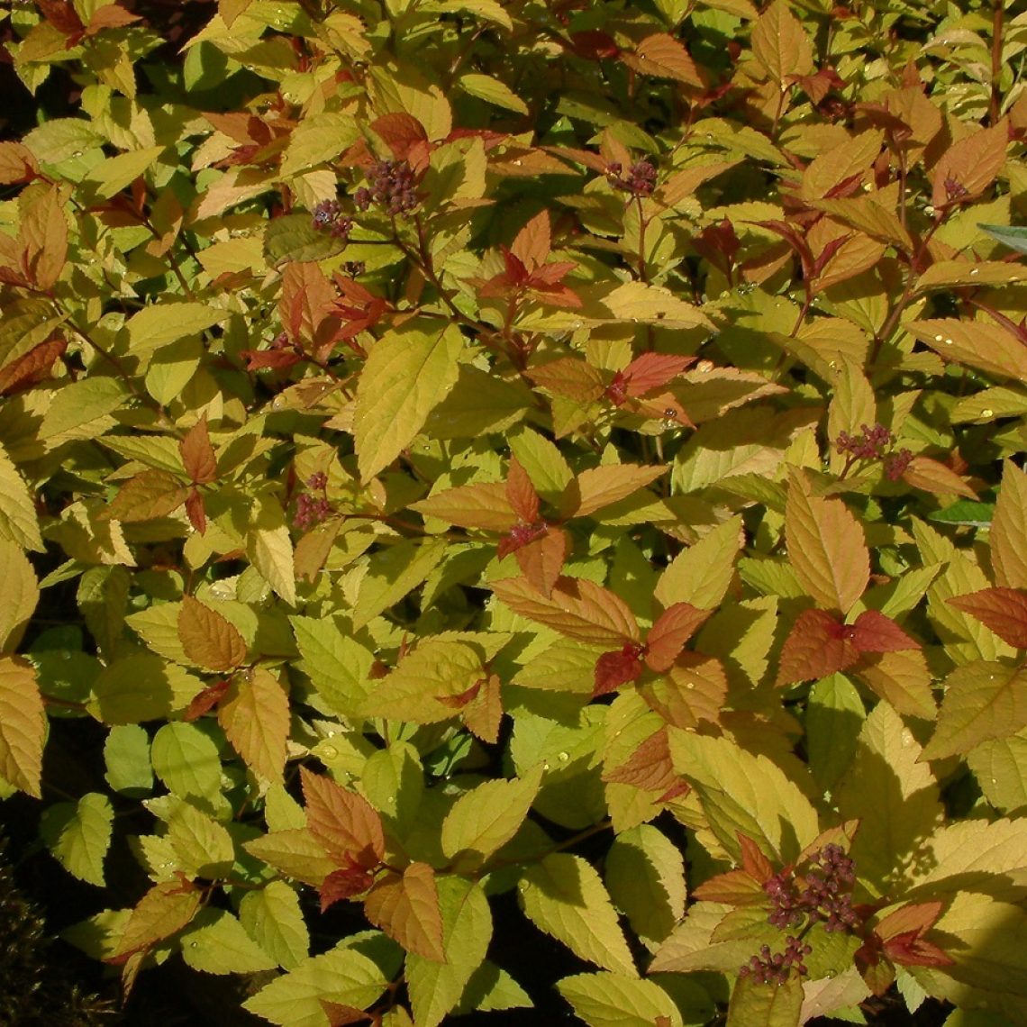 Spiraea Firelight