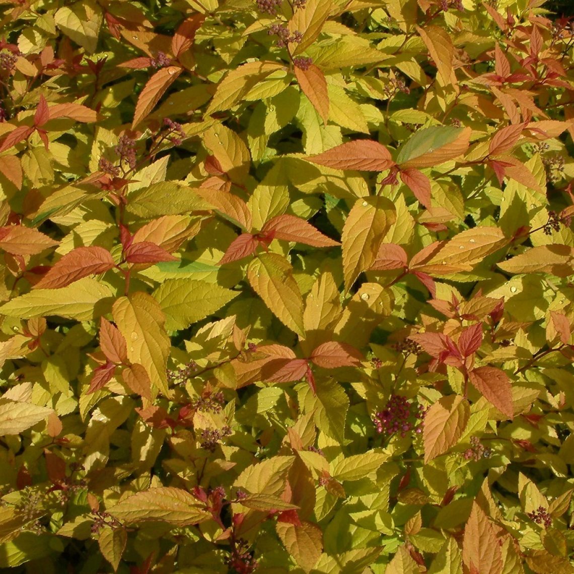 Spiraea japonica Goldflame | Duchy of Cornwall Nursery