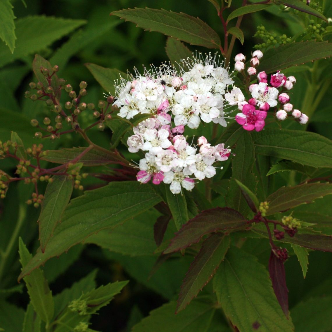 Spiraea Shirobana