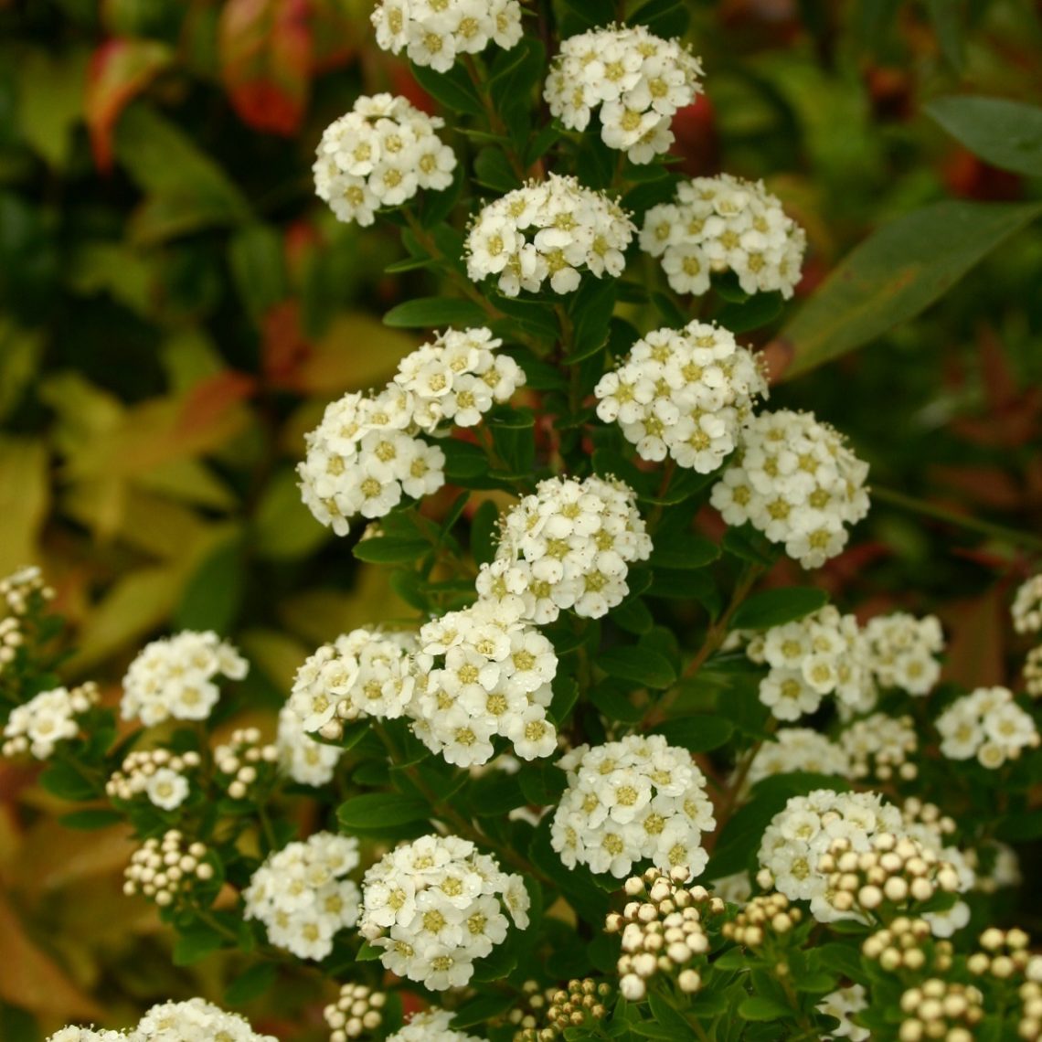 Spiraea Snowmound