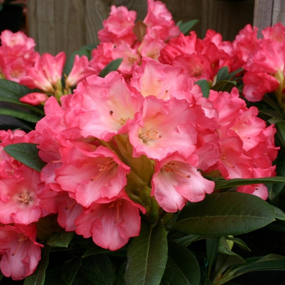 Rhodo. yak. Sneezy