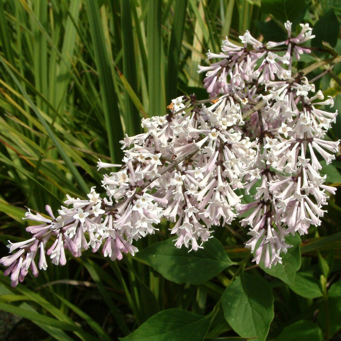 Syringa patula Miss Kim