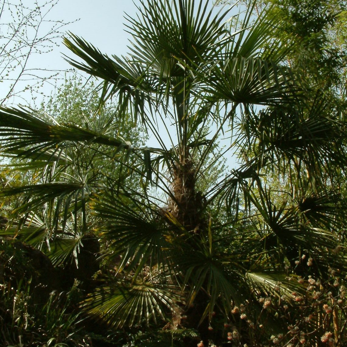 Trachycarpus fortunei